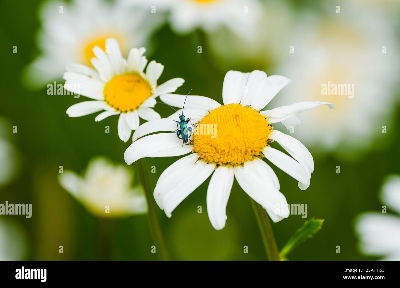 Green longhorned beetle on a flower. Insect in close-up in nature ...