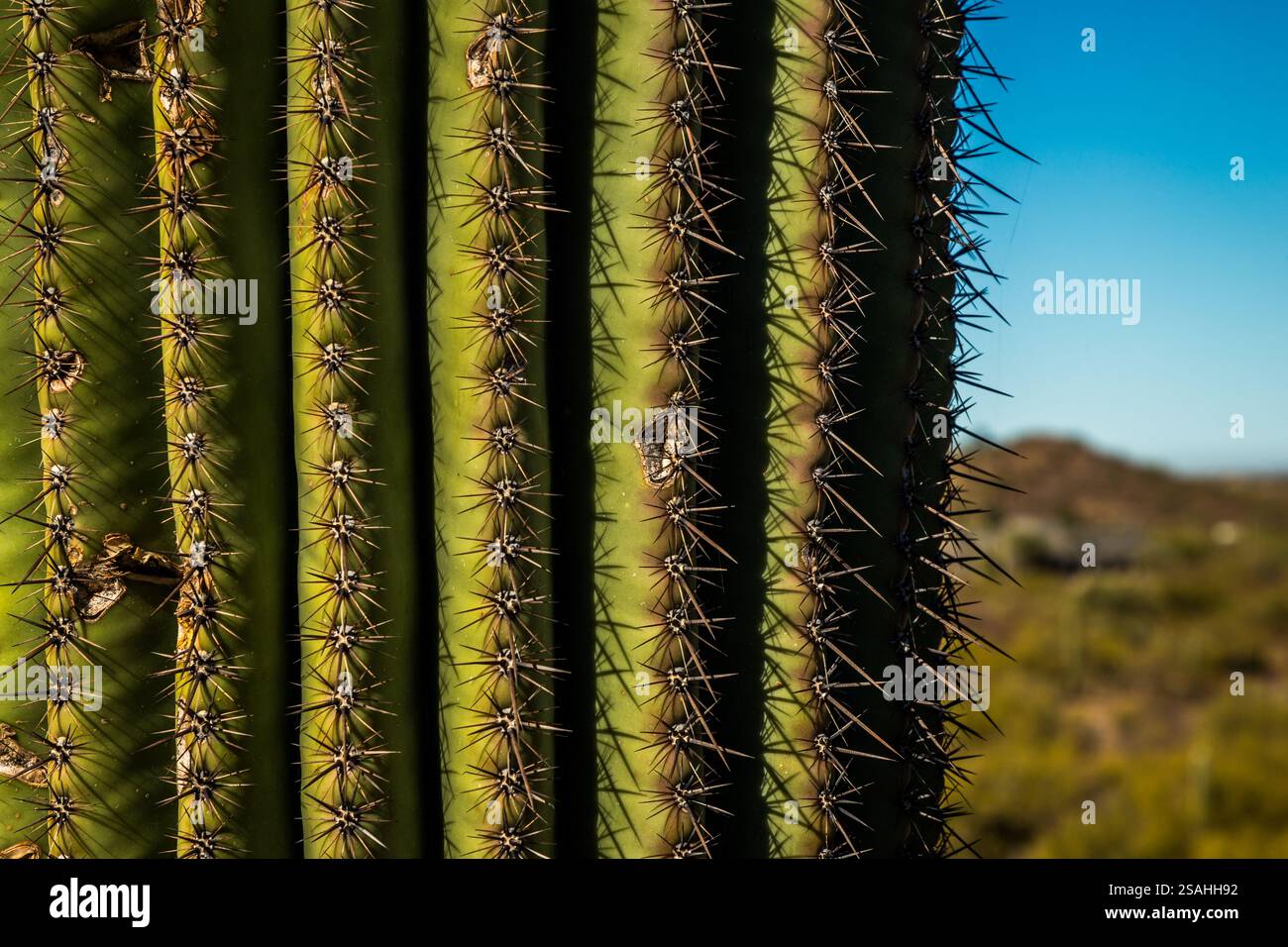 Discover the beauty of the Saguaro cactus in Saguaro National Park, a ...