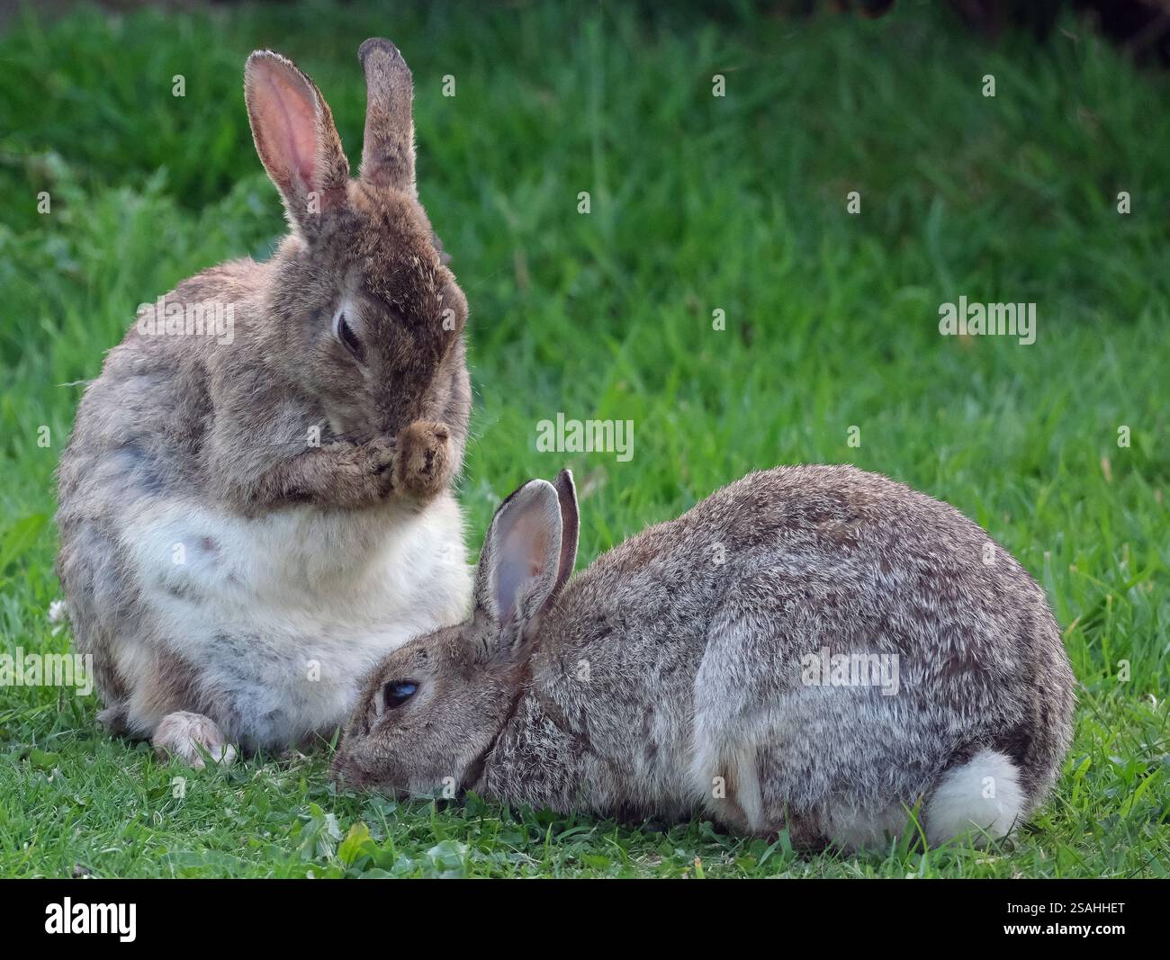 They are familiar throughout the world as a small herbivore, a prey ...