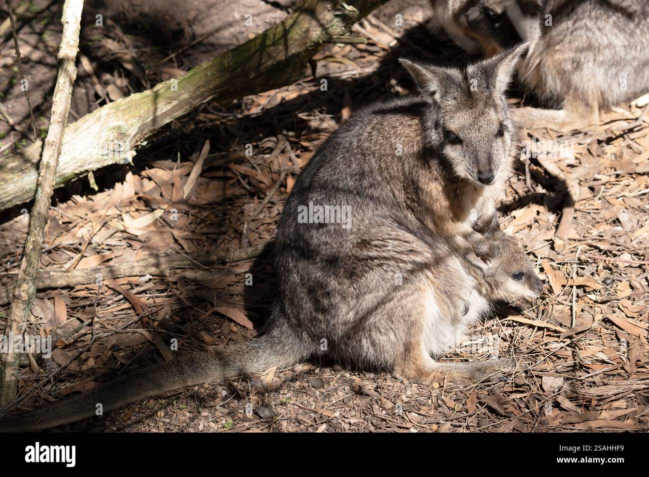 The tammar wallaby has dark greyish upperparts with a paler underside ...