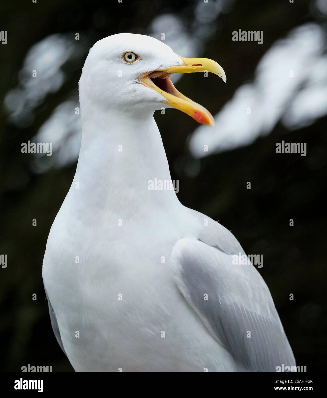 The European herring gull is a large gull, up to 66 cm long. It breeds ...