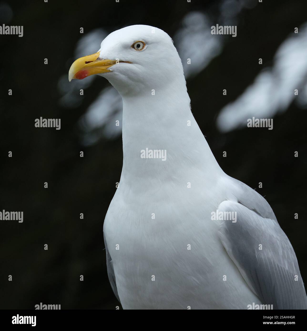 The European herring gull is a large gull, up to 66 cm long. It breeds ...