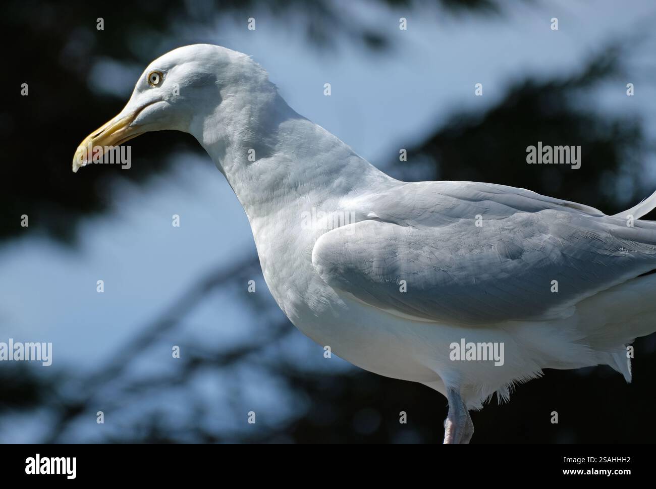 The European herring gull is a large gull, up to 66 cm long. It breeds ...