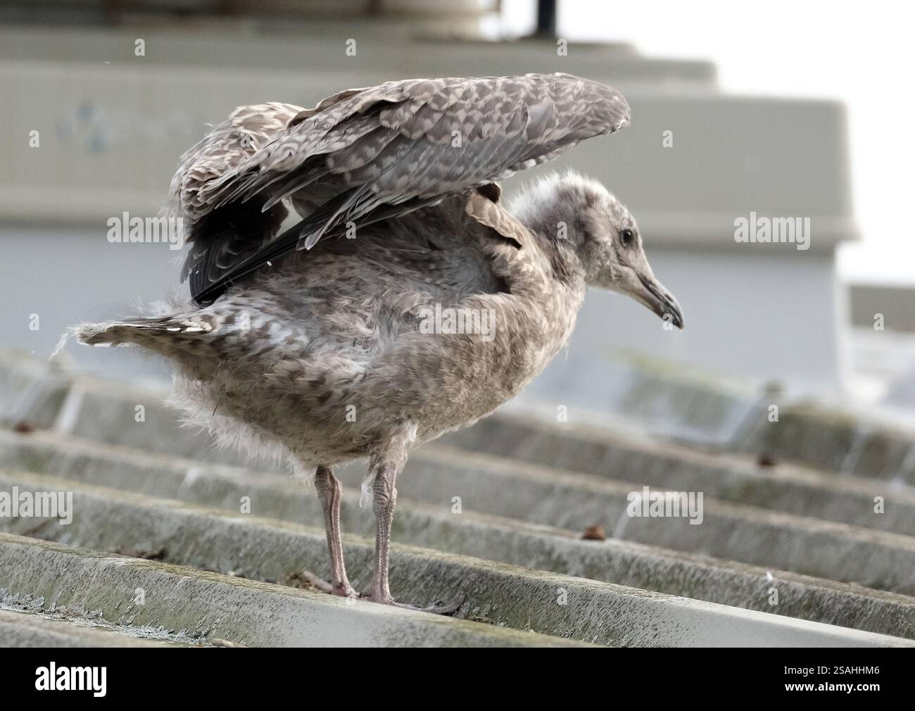The European herring gull is a large gull, up to 66 cm long. It breeds ...