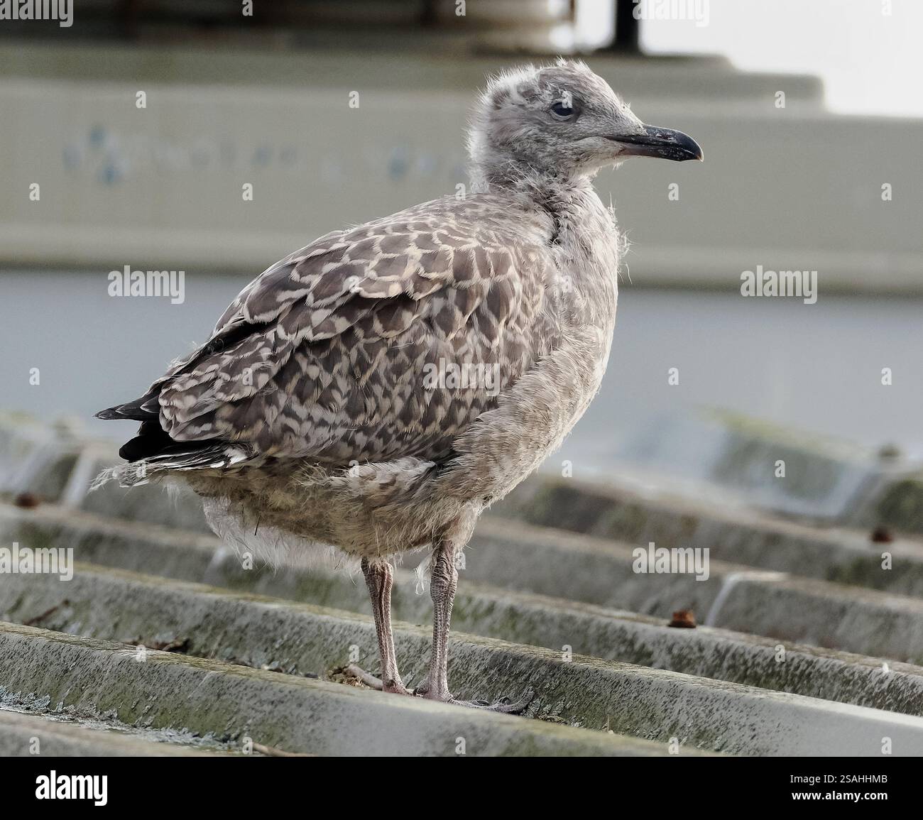 The European herring gull is a large gull, up to 66 cm long. It breeds ...