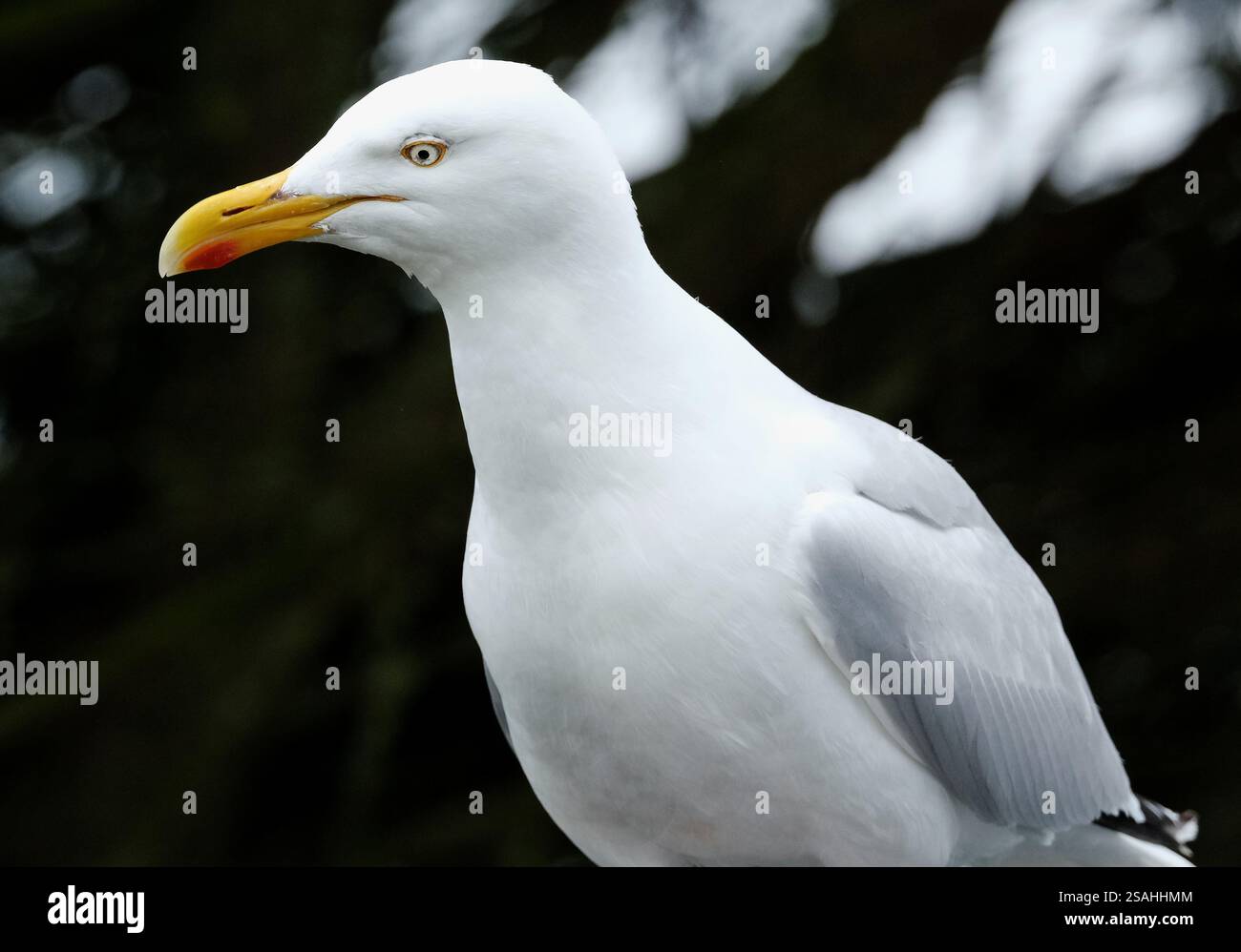 The European herring gull is a large gull, up to 66 cm long. It breeds ...