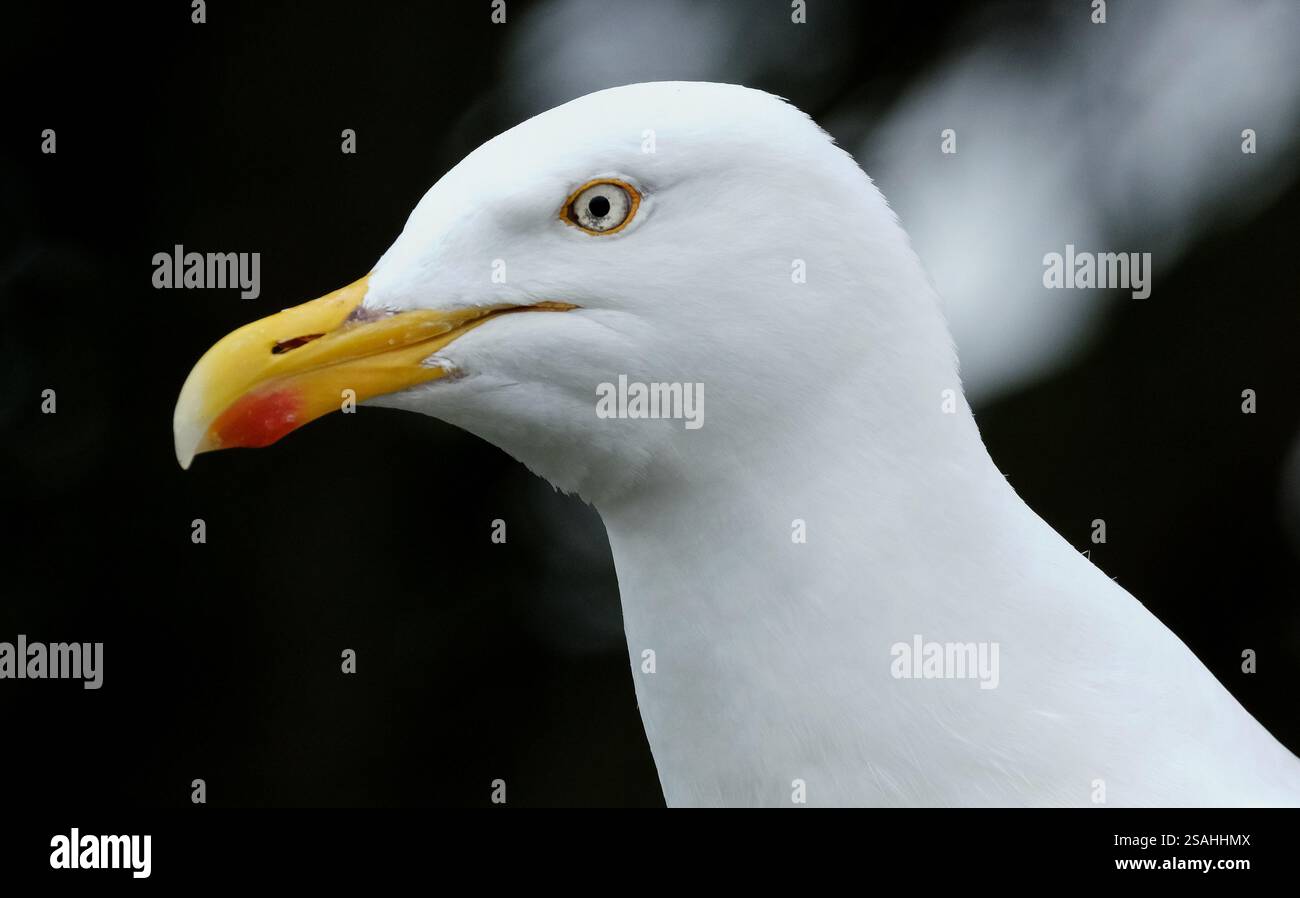 The European herring gull is a large gull, up to 66 cm long. It breeds ...
