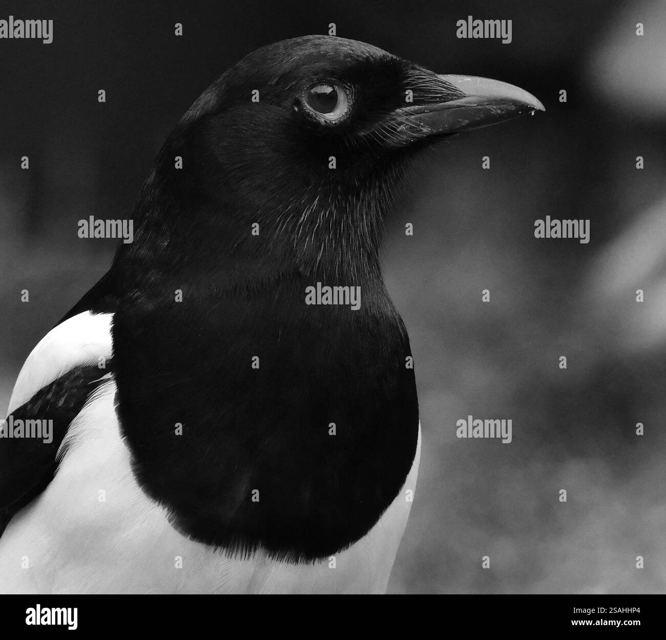 Perch family Black and White Stock Photos & Images - Alamy