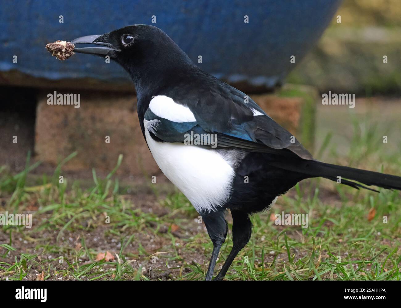 Magpies are birds of various species of the family Corvidae. Like other ...