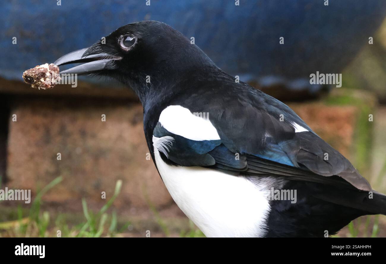 Magpies are birds of various species of the family Corvidae. Like other ...
