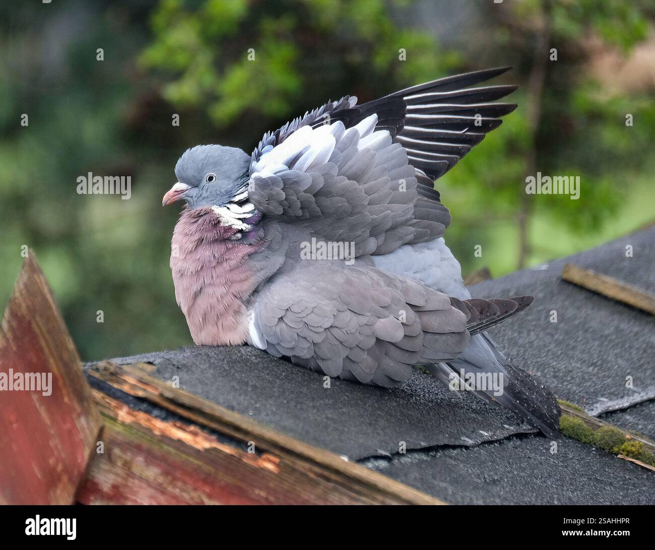 The common wood pigeon, also known as simply wood pigeon, is a large species in the dove and ...