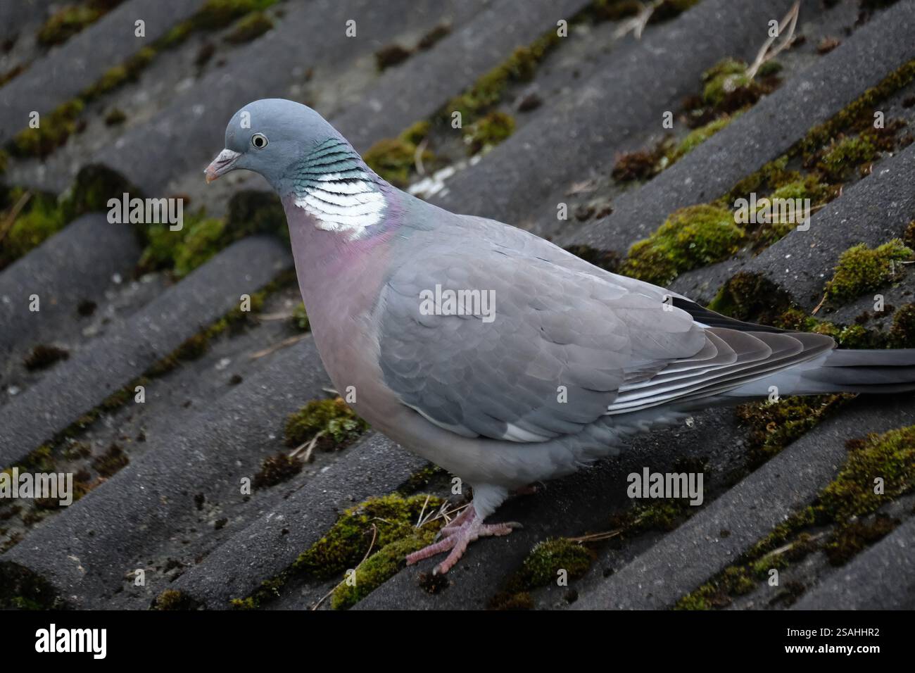 The common wood pigeon, also known as simply wood pigeon, is a large ...