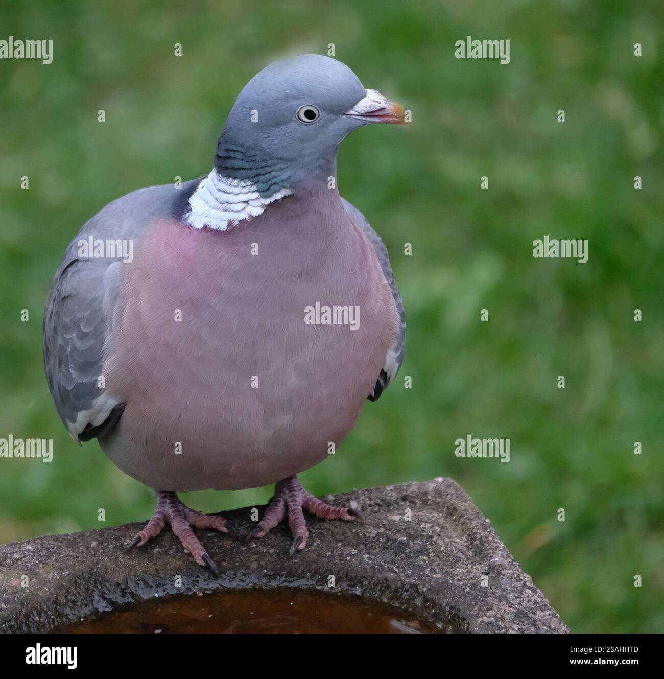 The common wood pigeon, also known as simply wood pigeon, is a large ...