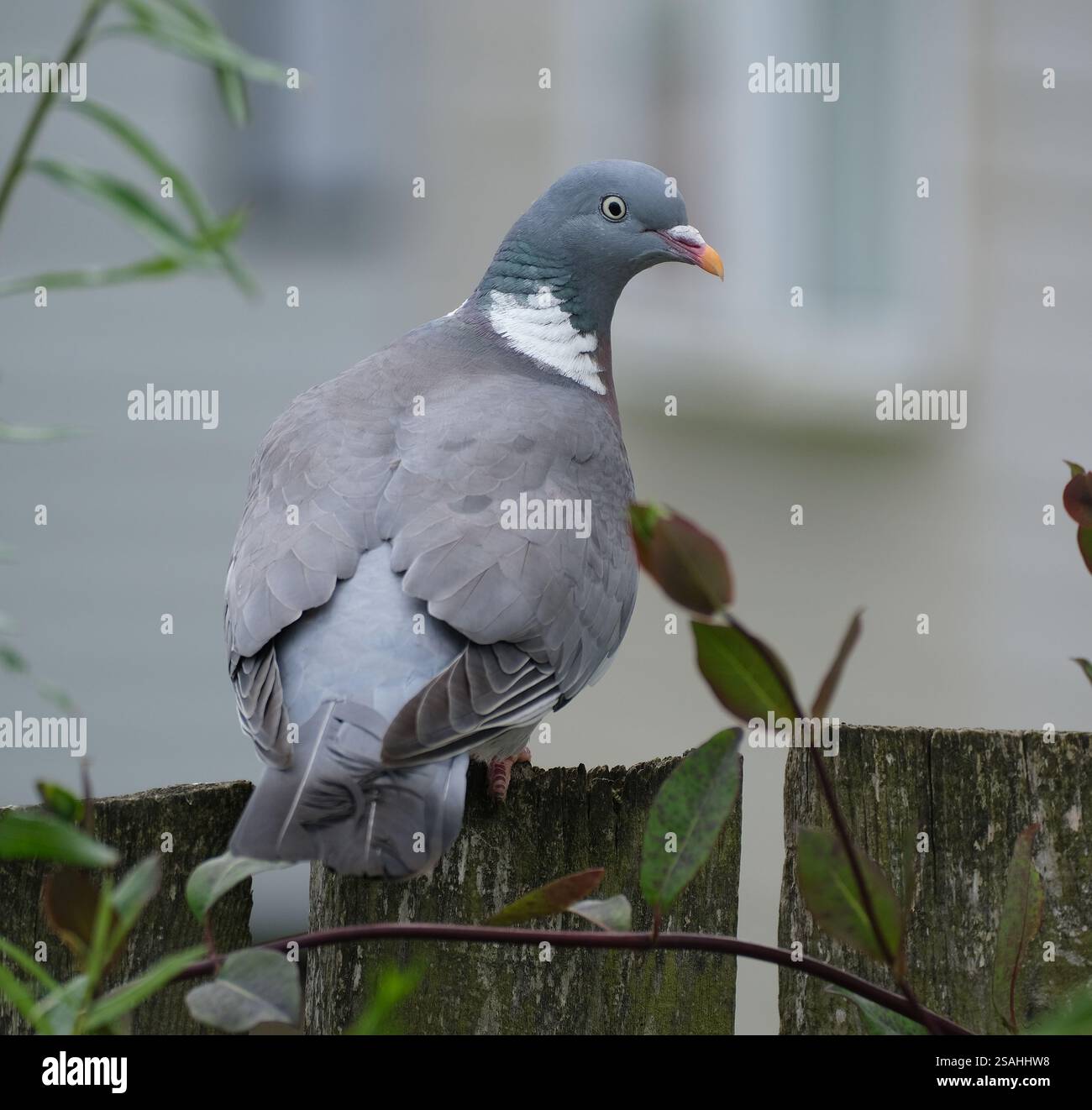 The common wood pigeon, also known as simply wood pigeon, is a large ...