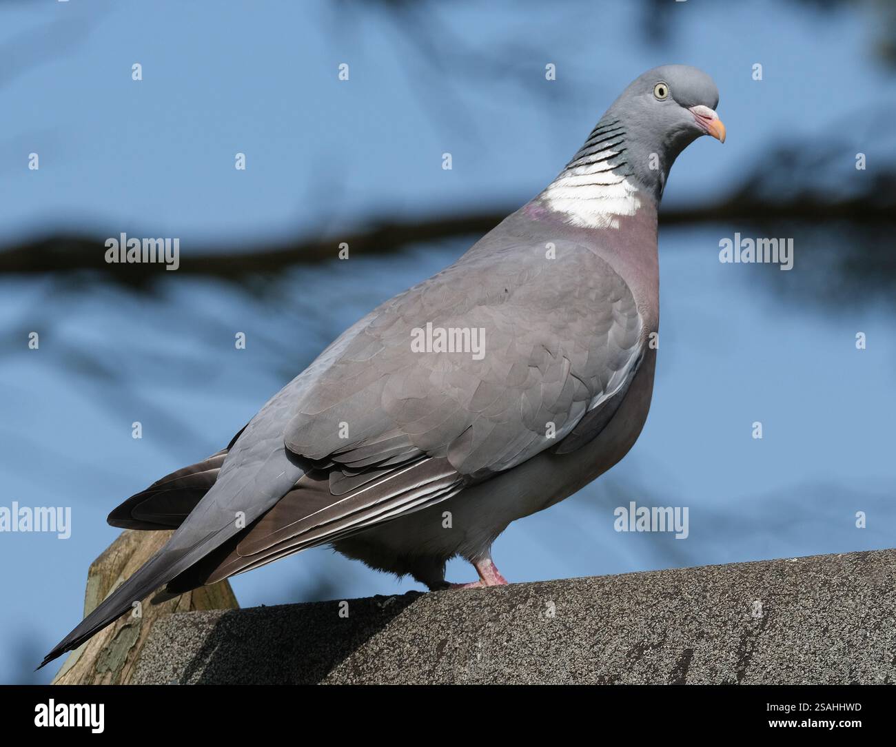 The common wood pigeon, also known as simply wood pigeon, is a large ...