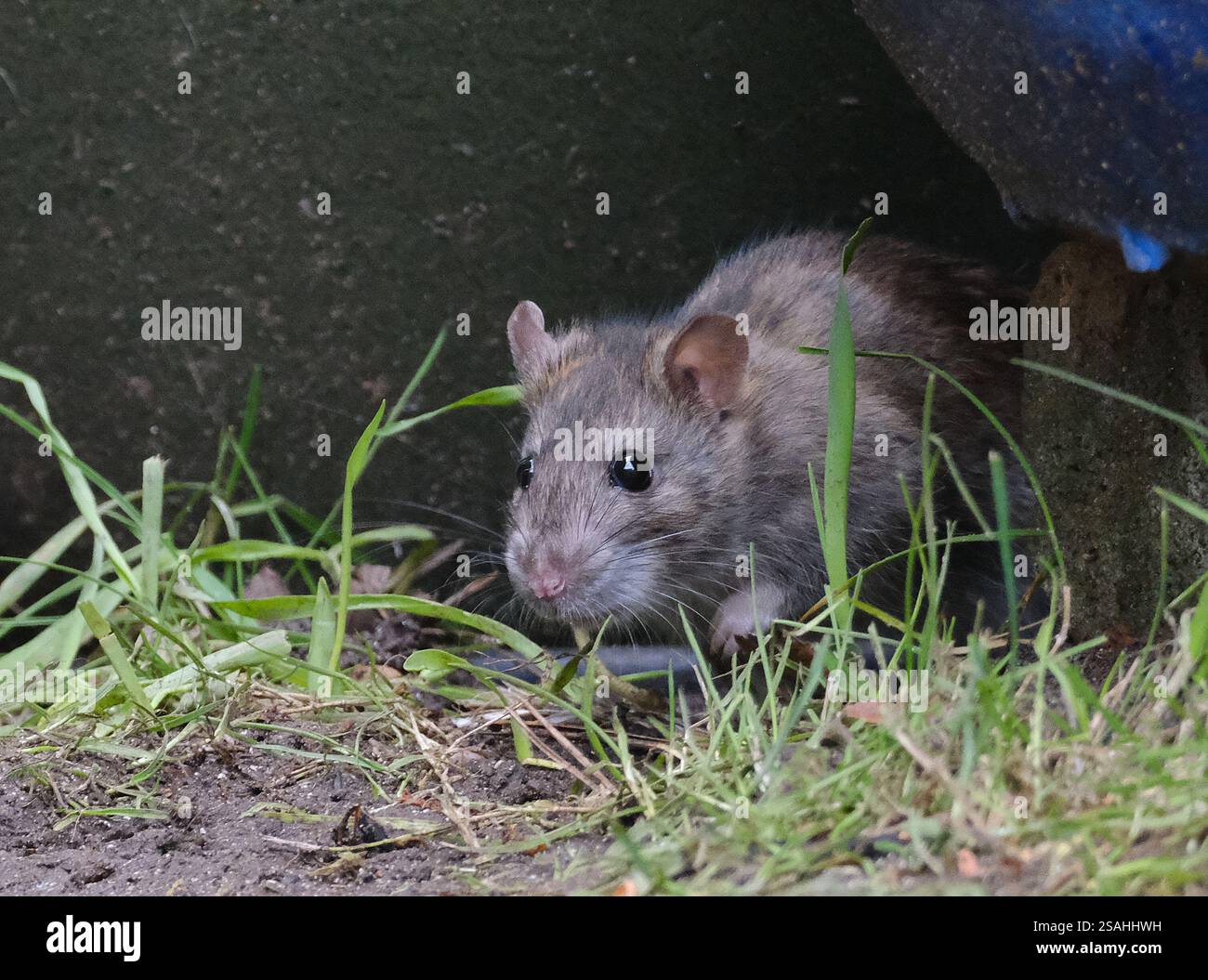 Rats are more than just annoying invaders in our homes and businesses ...