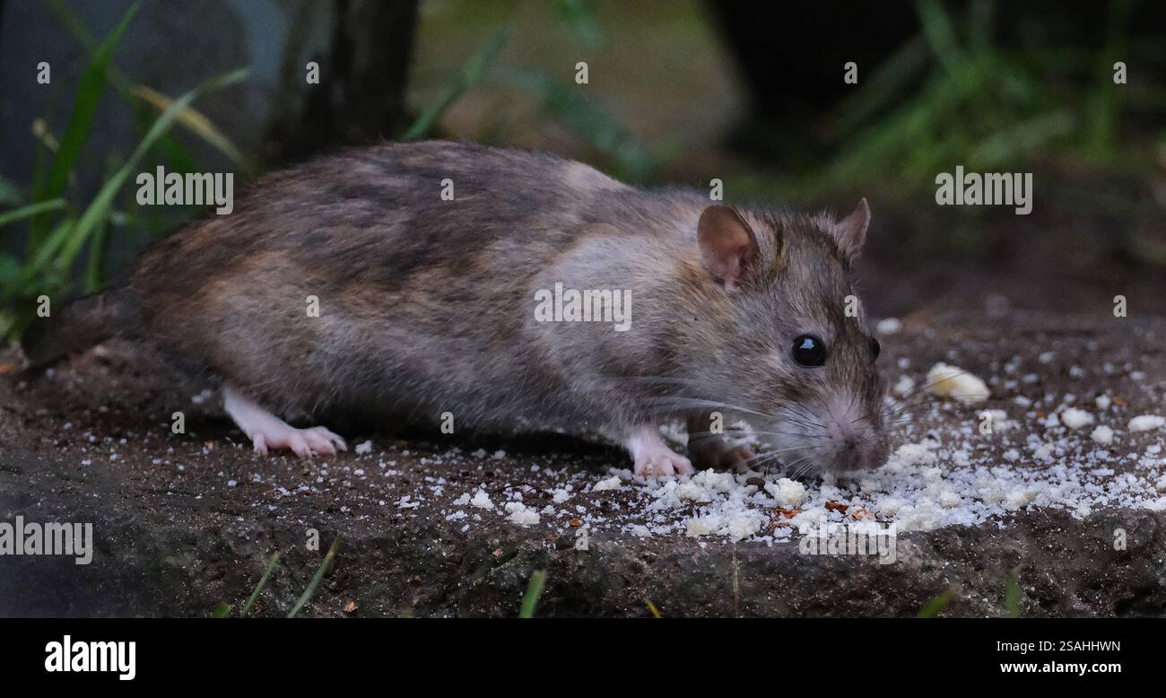 Rats are more than just annoying invaders in our homes and businesses ...