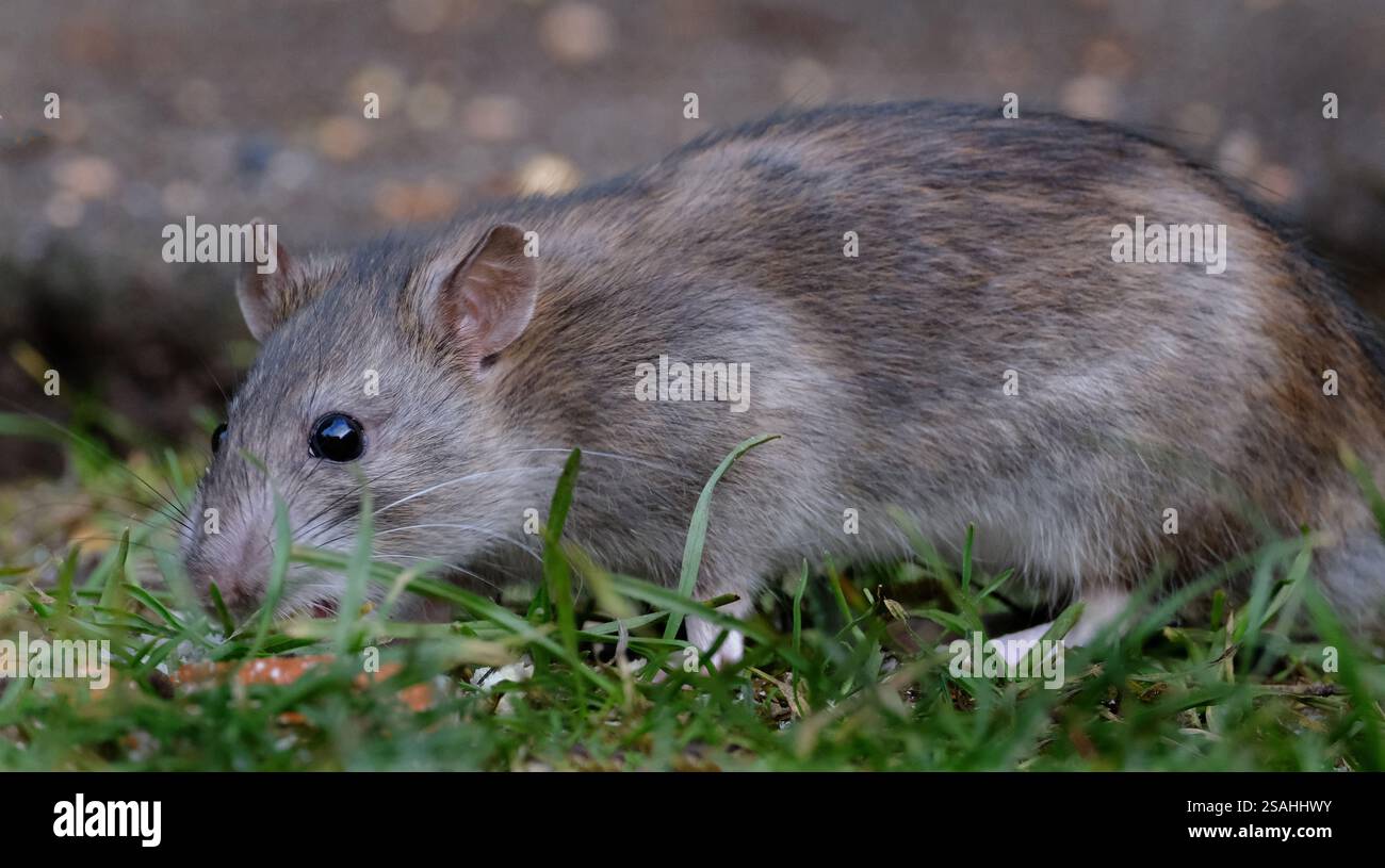 Rats are more than just annoying invaders in our homes and businesses ...