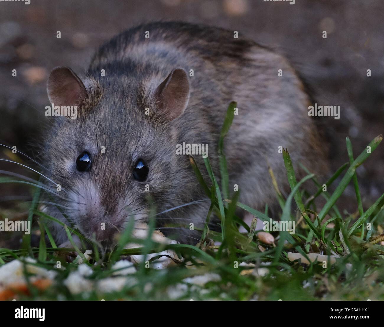 Rats are more than just annoying invaders in our homes and businesses ...