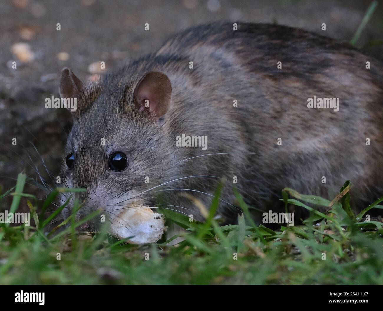 Rats are more than just annoying invaders in our homes and businesses ...