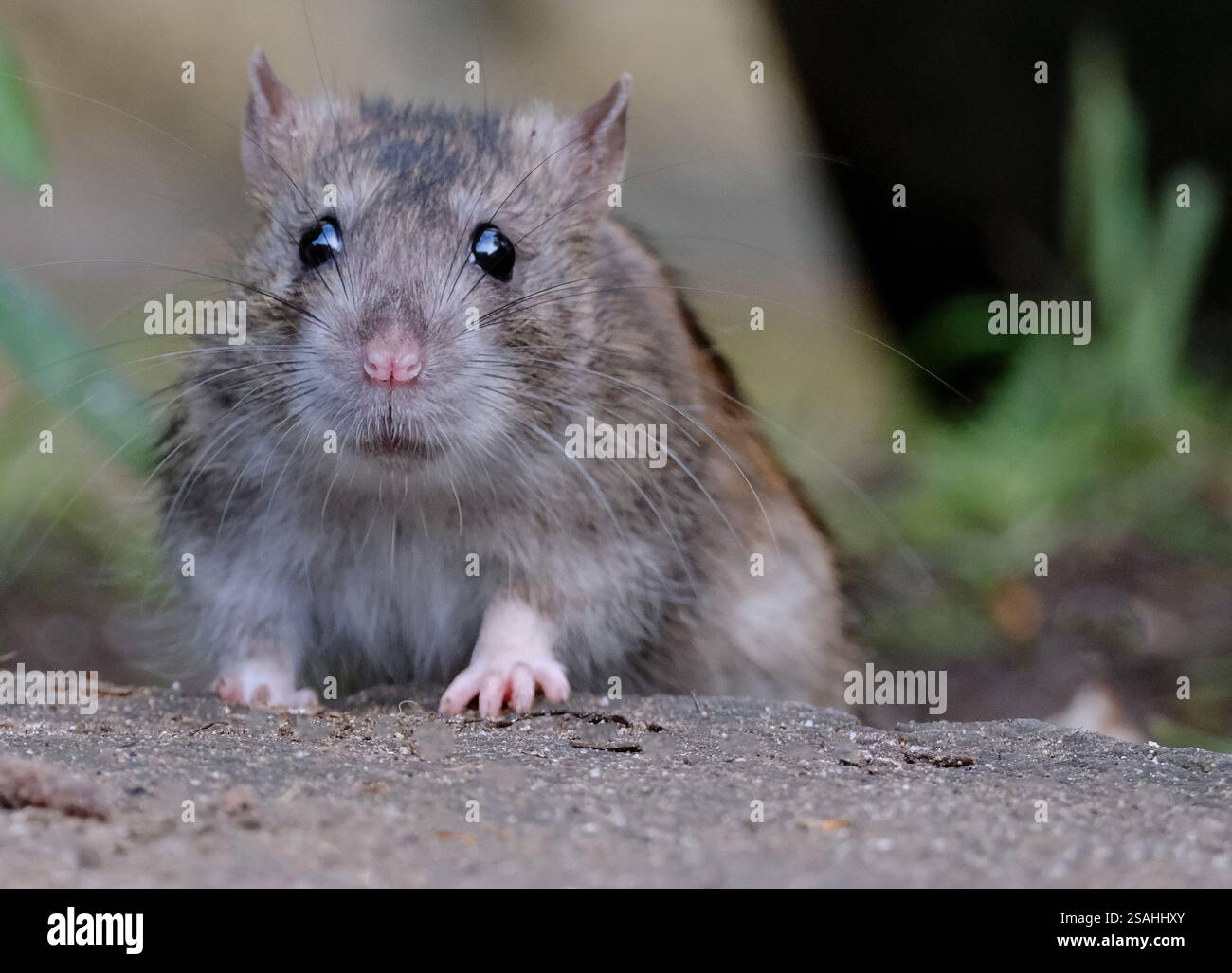 Rats are more than just annoying invaders in our homes and businesses ...