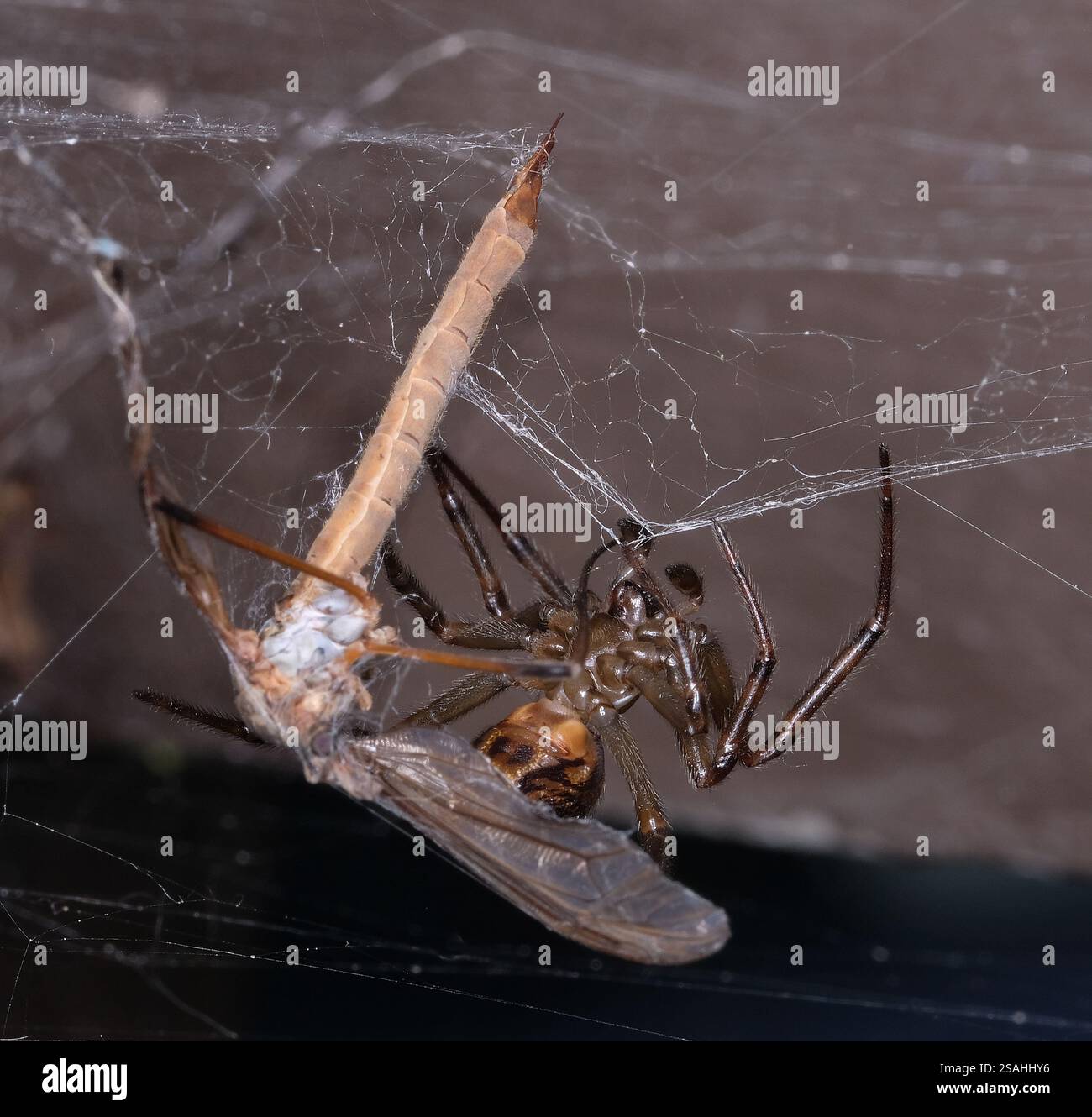 The spider species Araneus diadematus is commonly called the European ...