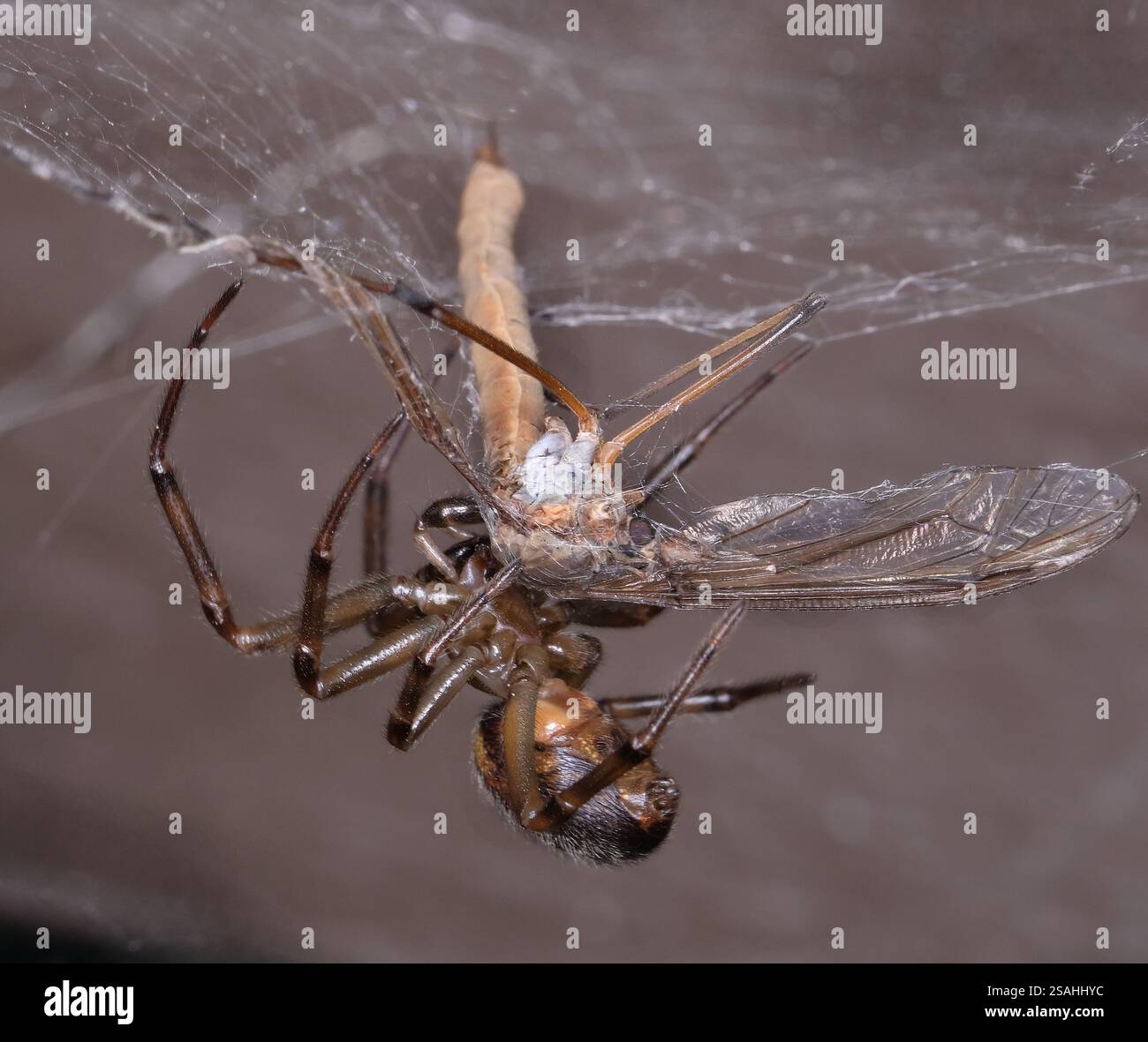 The spider species Araneus diadematus is commonly called the European ...