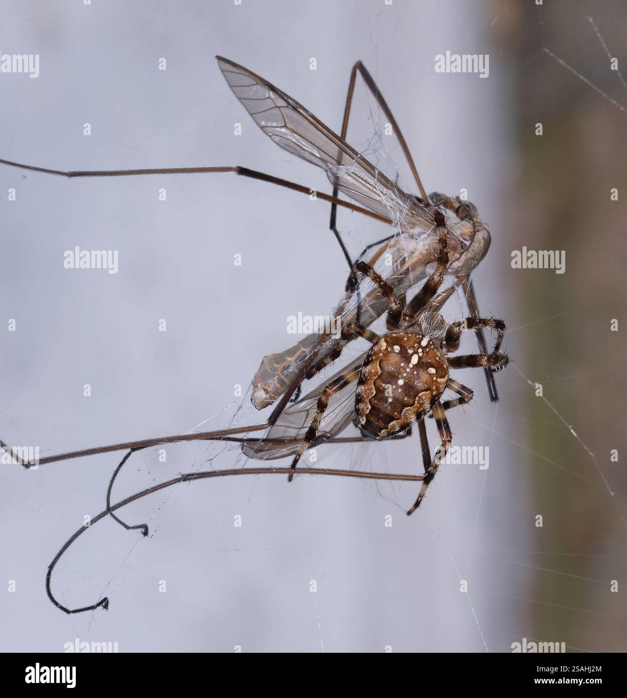 The spider species Araneus diadematus is commonly called the European ...