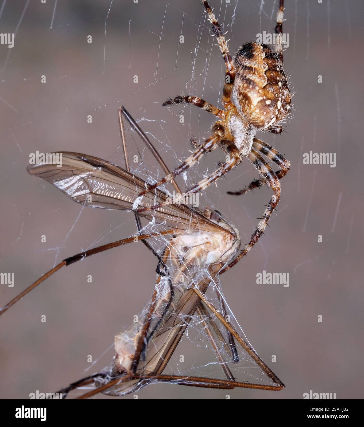 The spider species Araneus diadematus is commonly called the European ...