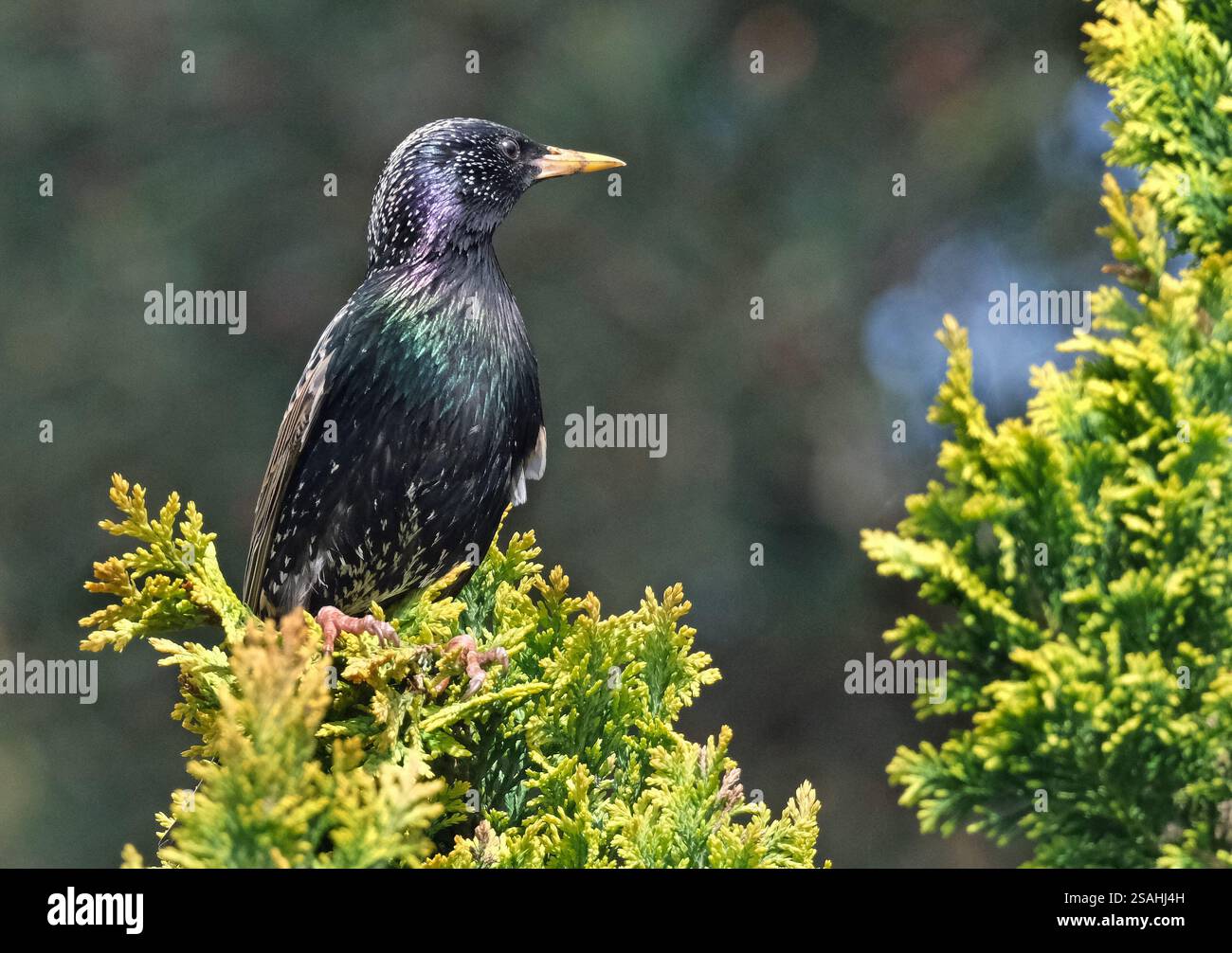 Starlings are small to medium-sized passerine birds in the family ...