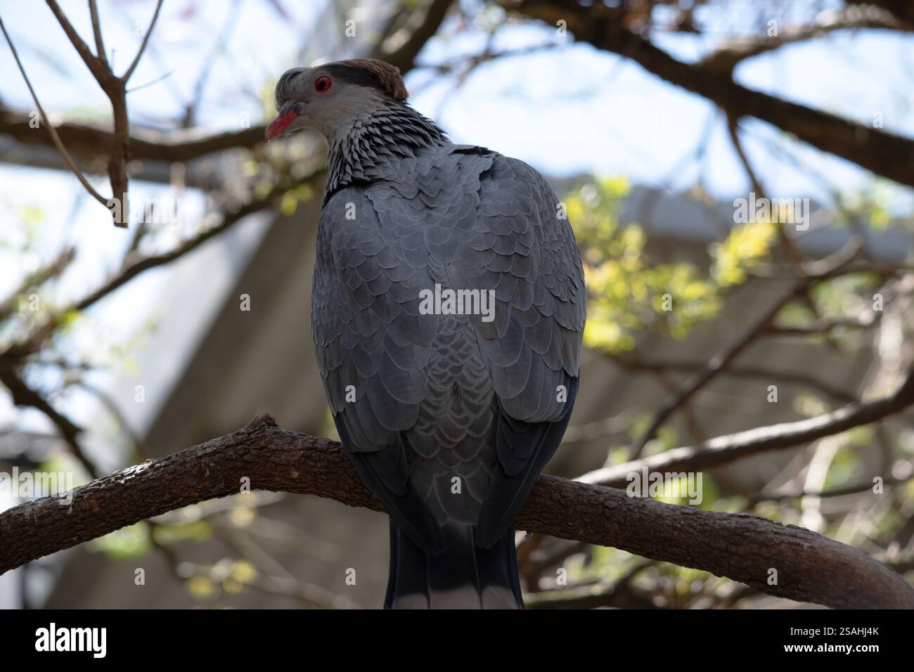 The Topknot Pigeon is dark grey on the back and wings, with black ...