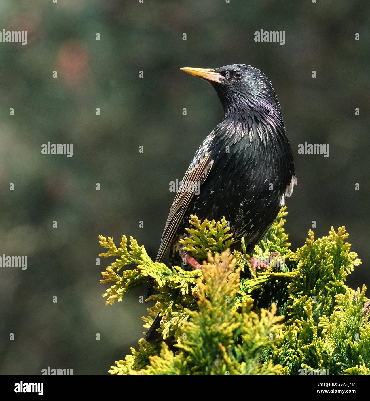 Starlings are small to medium-sized passerine birds in the family ...
