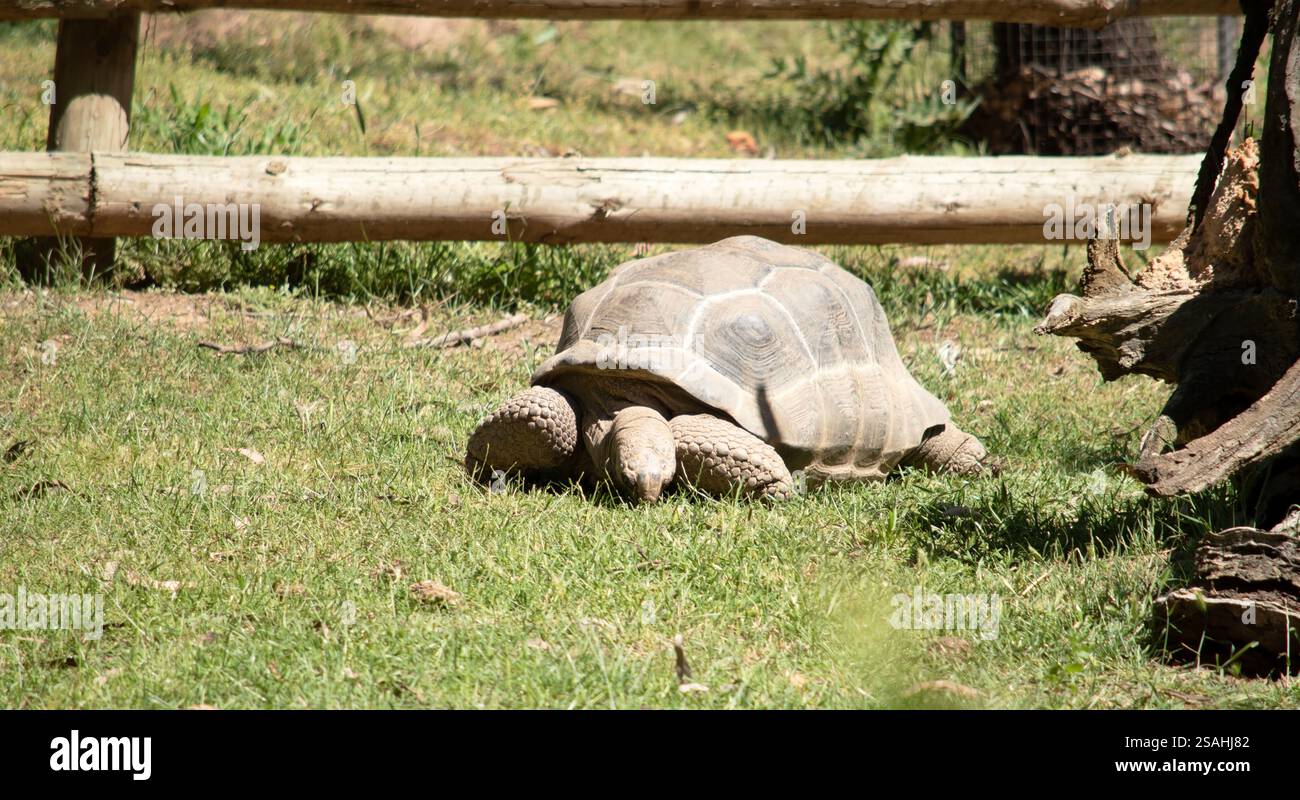 Aldabras Tortoises are one of the world's largest land tortoises Stock ...