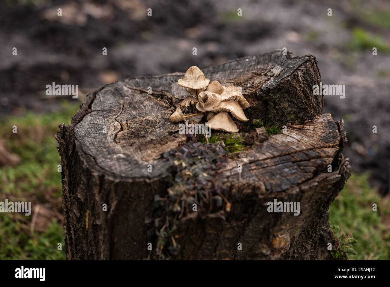 Cluster honey mushrooms growing on hi-res stock photography and images ...