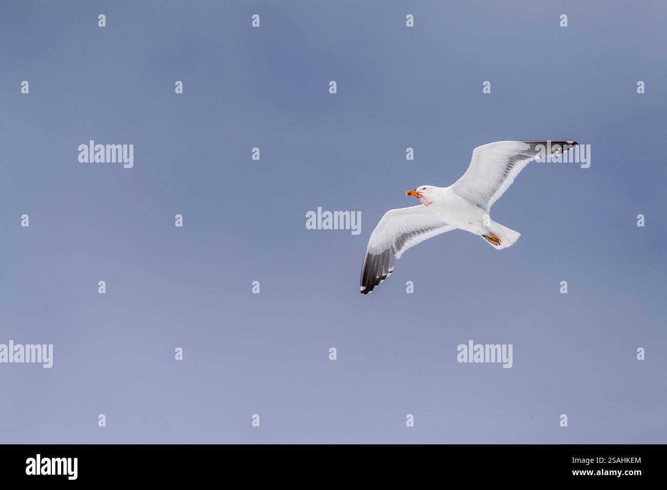 Telephoto of a flying kelp gull - Larus dominicanus- with blood around ...