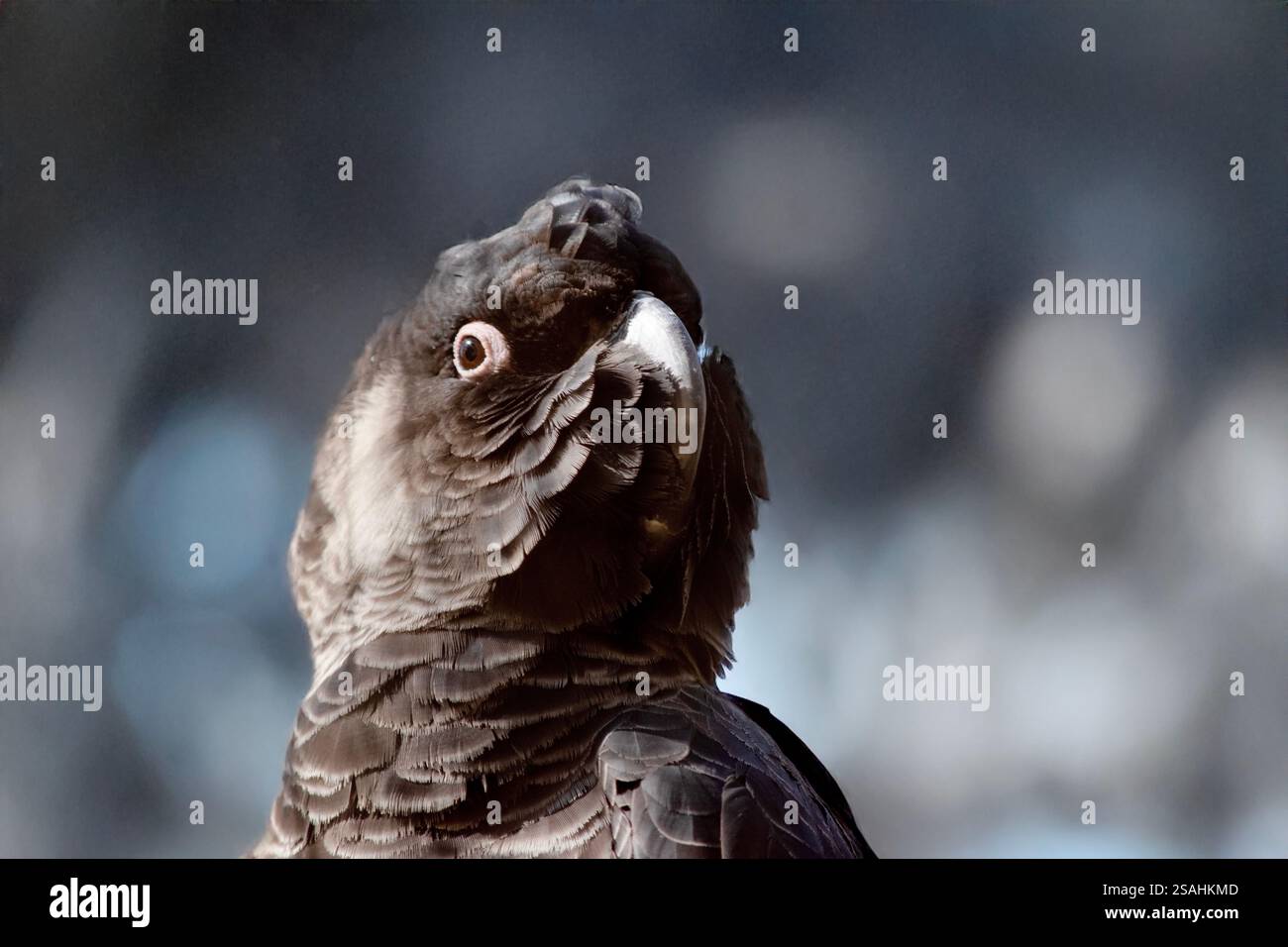 The white tailed cockatoo is a black bird with white edging around its ...