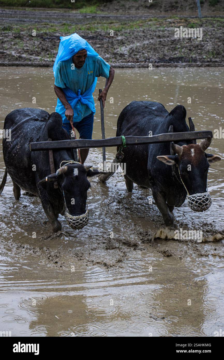 Farmers of Barala village in the Salyan district use both, modern and ...