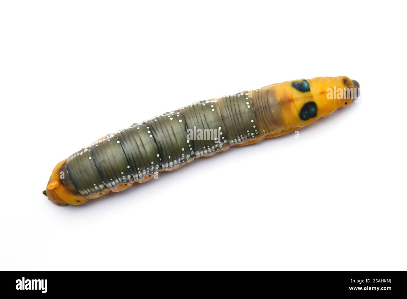 Colorful Caterpillar on white background Stock Photo - Alamy
