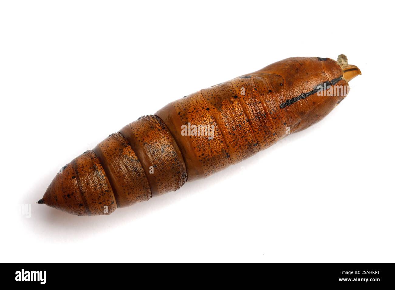 Cocoon, Chrysalis. Oleander Hawk moth on white background Stock Photo ...