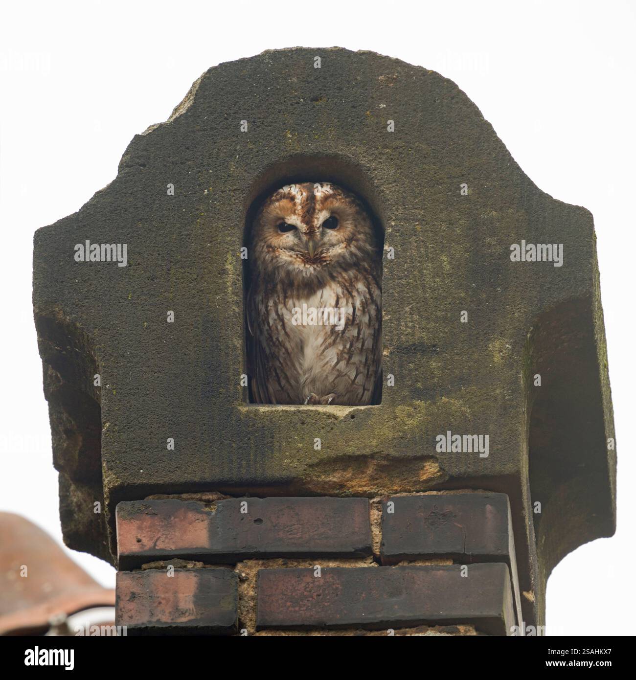 im Kamin... Waldkauz * Strix aluco *, Eule, Kauz sitzt in ihrem ...