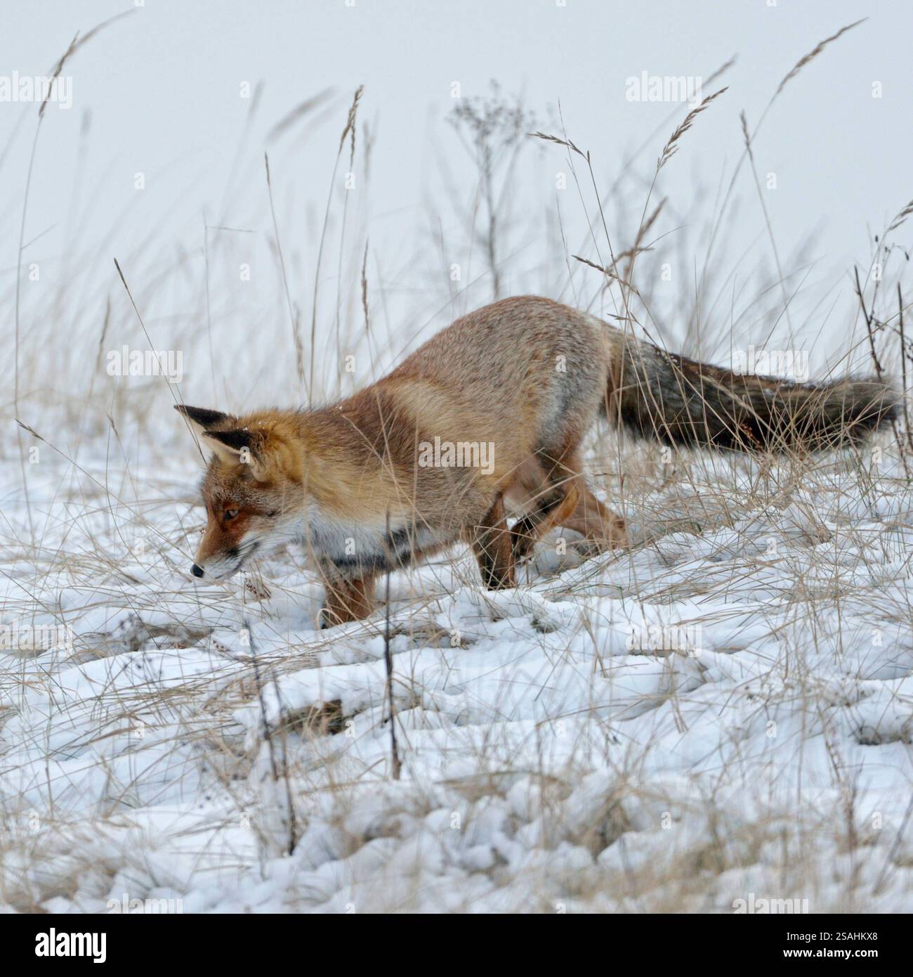 Schleichende vegetation hi-res stock photography and images - Alamy