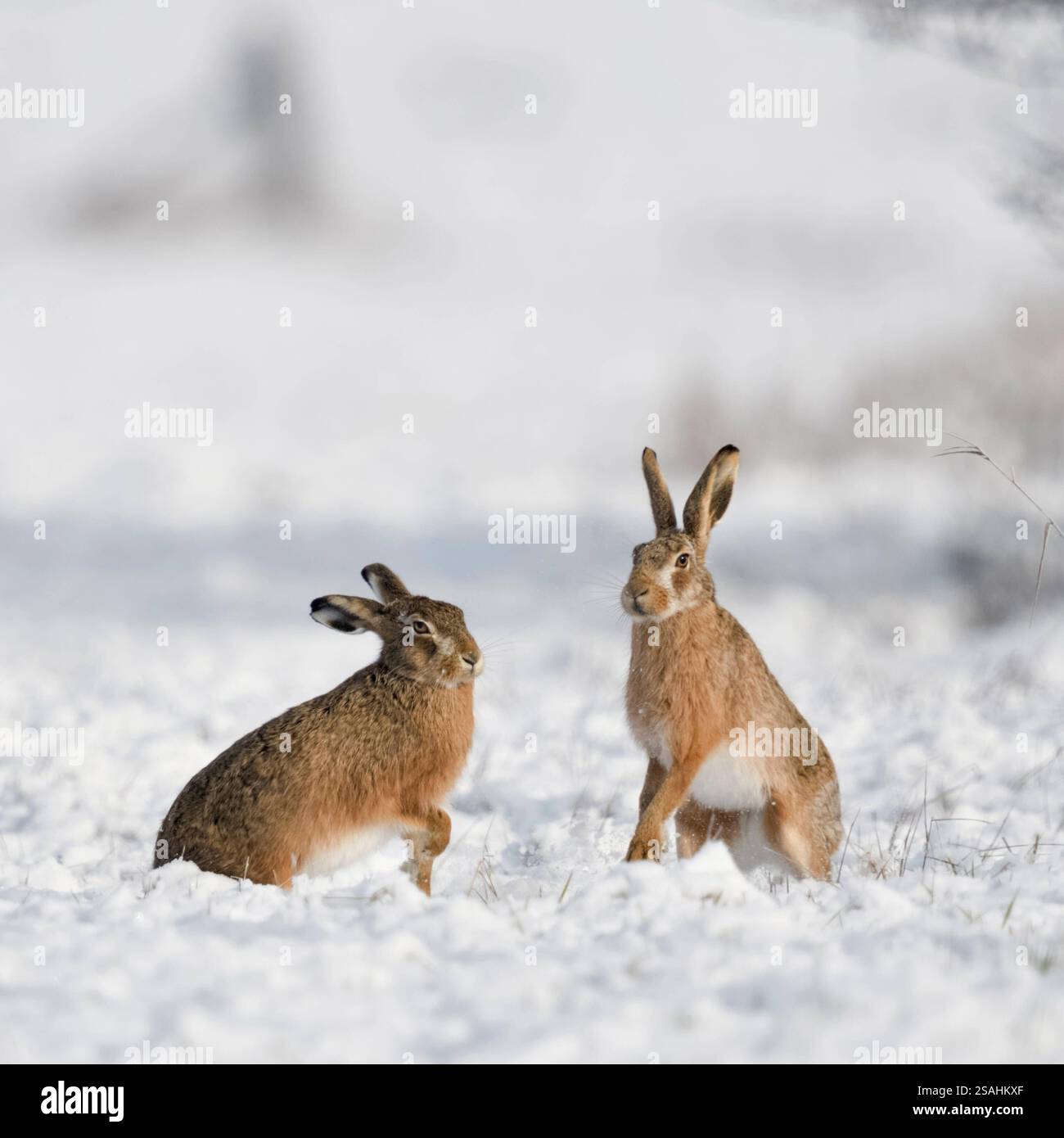 Hasenhochzeit hi-res stock photography and images - Alamy