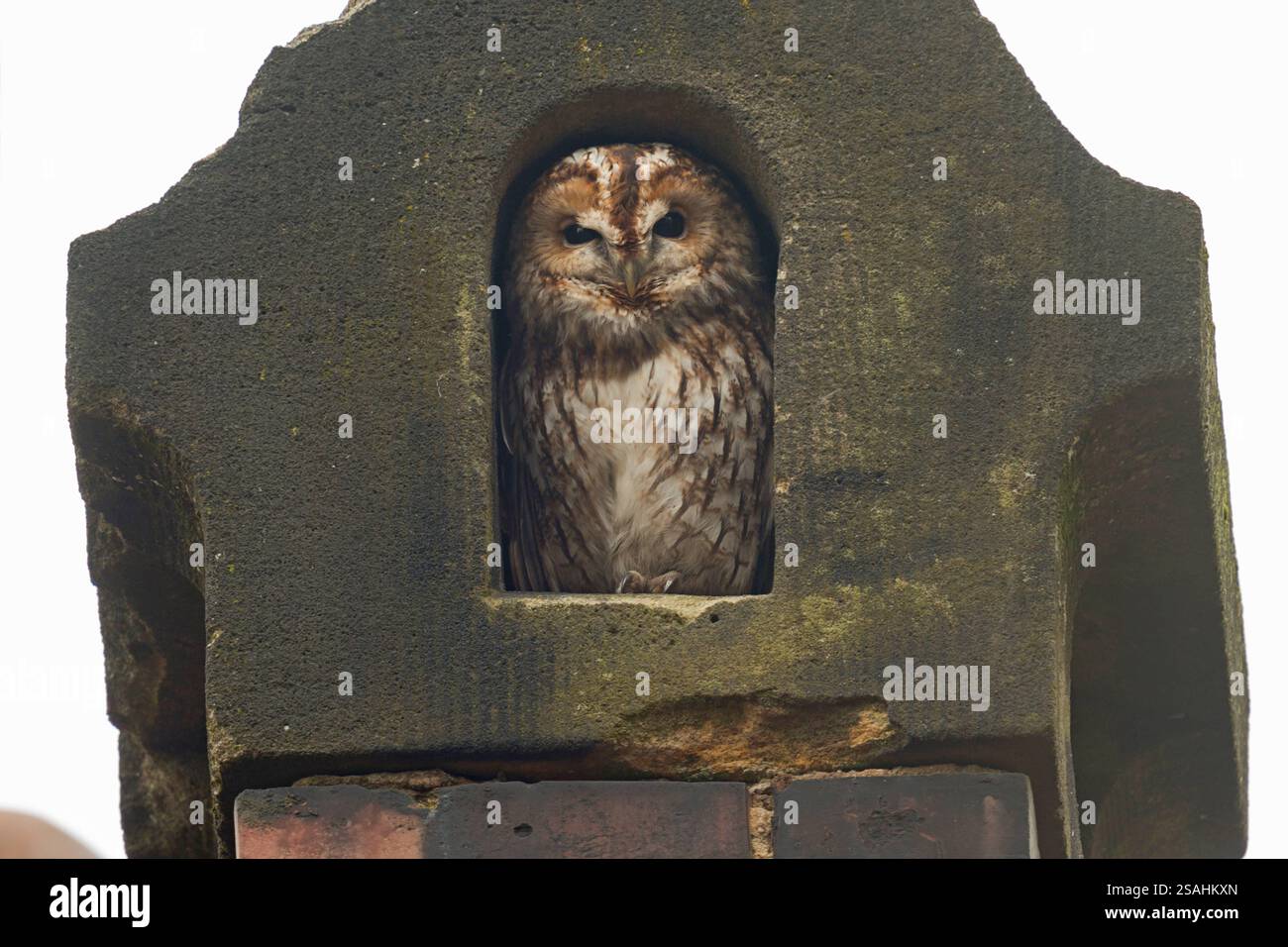 im Kamin... Waldkauz * Strix aluco *, Eule, Kauz sitzt in ihrem ...
