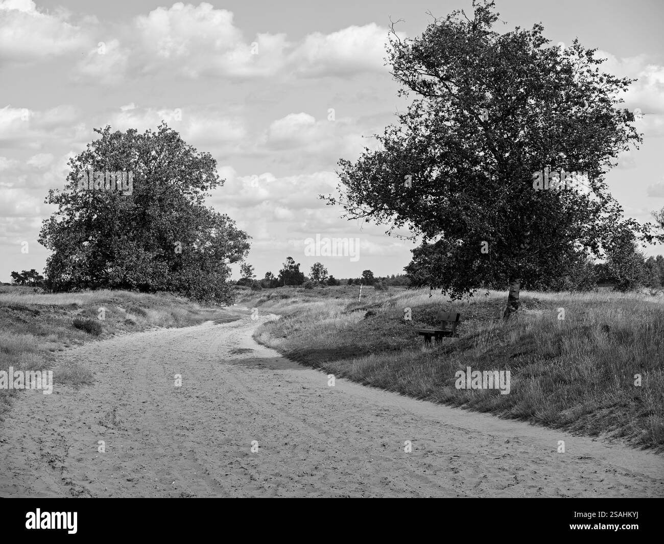 Sand heather Black and White Stock Photos & Images - Alamy