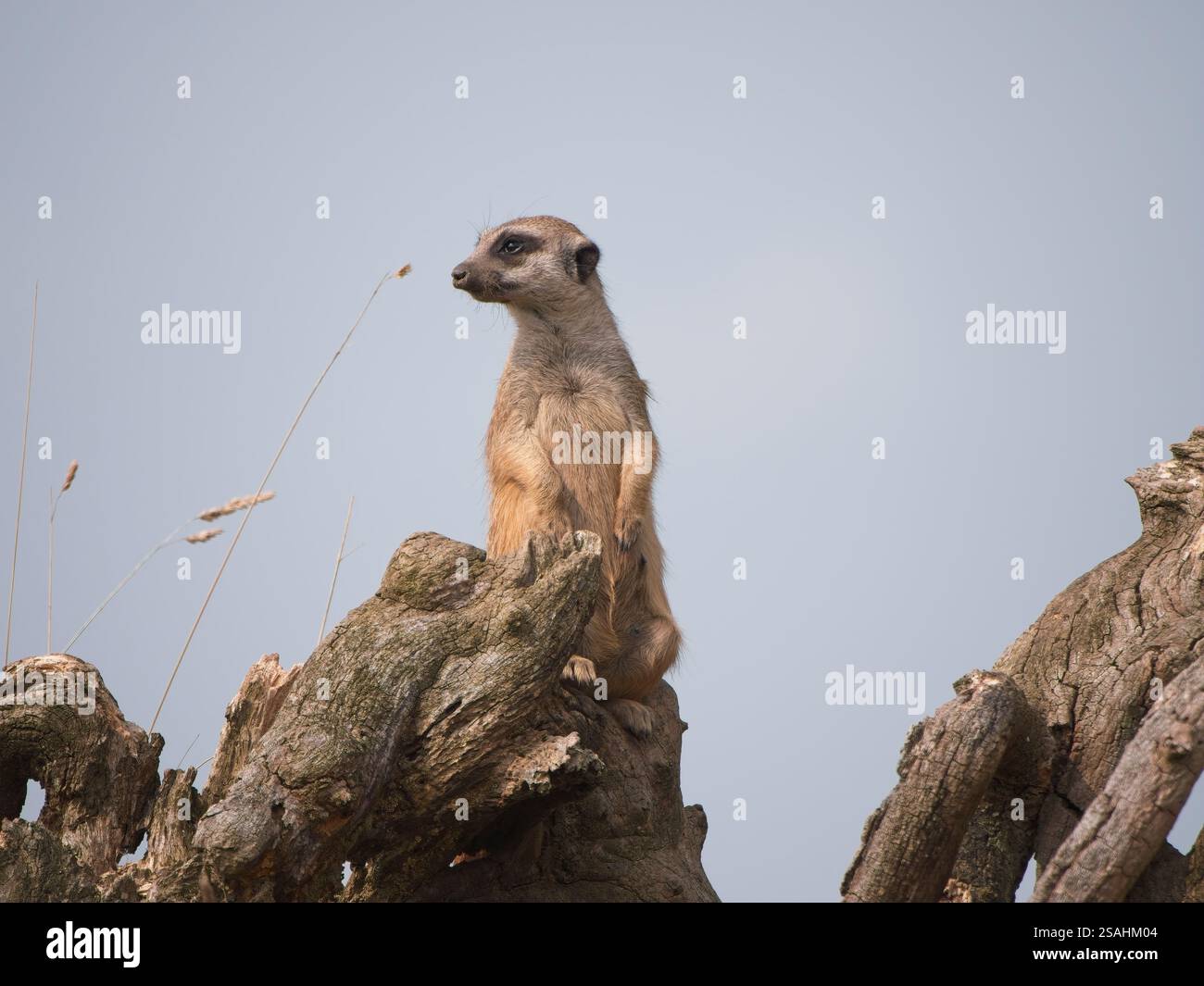 Wildlands Zoo , Emmen , the Netherlands Stock Photo - Alamy