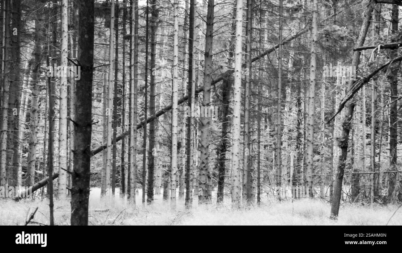 Person in woods Black and White Stock Photos & Images - Alamy
