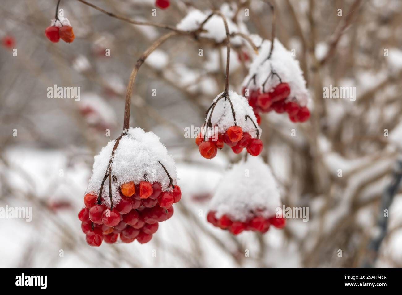 Red bunches of viburnum branches covered with the first winter snow ...