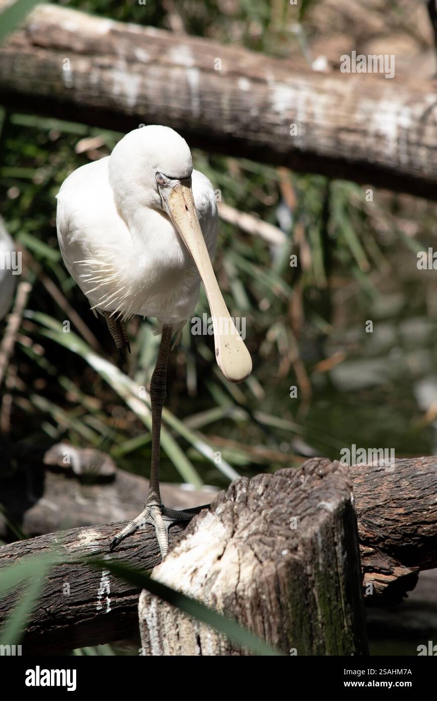 The yellow spoonbill is a large white sea bird with a cream bill that ...