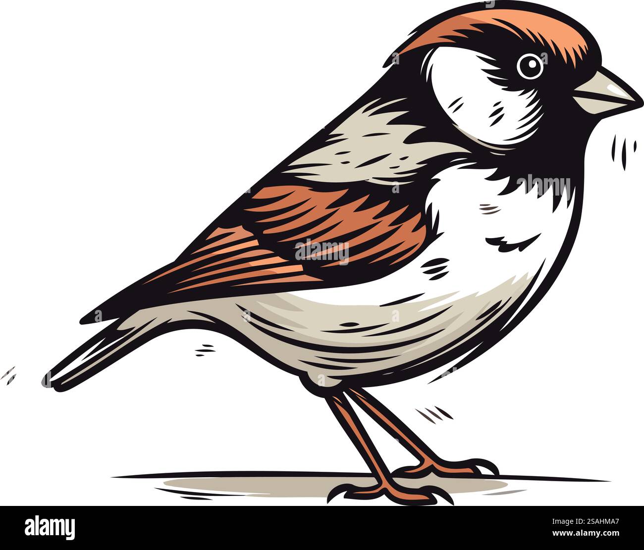 Sparrow vector illustration. Hand drawn sparrow on white background ...