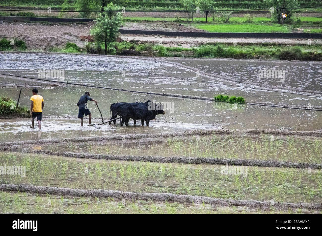 Farmers of Barala village in the Salyan district use both, modern and ...